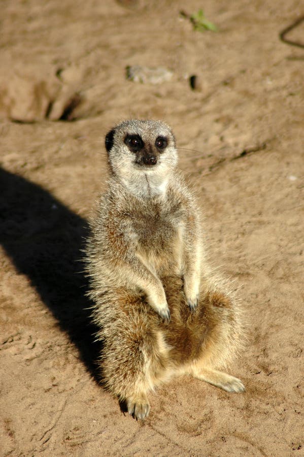 Suricat stock image. Image of looks, looking, alert, mammal - 1412585