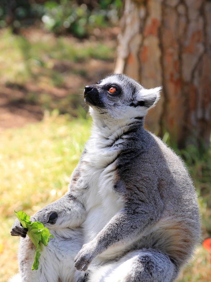 Suricat stock image. Image of looks, looking, alert, mammal - 1412585