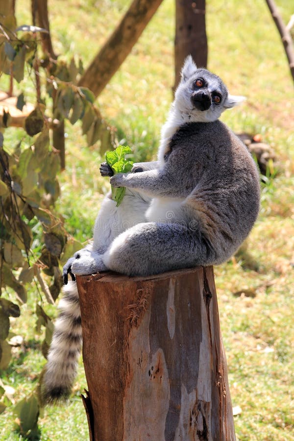 Suricat stock photo. Image of animal, eating, wildlife - 32708244