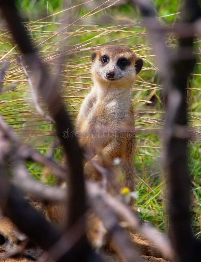Suricata stock photo. Image of mammal, suricata, wild - 10711076