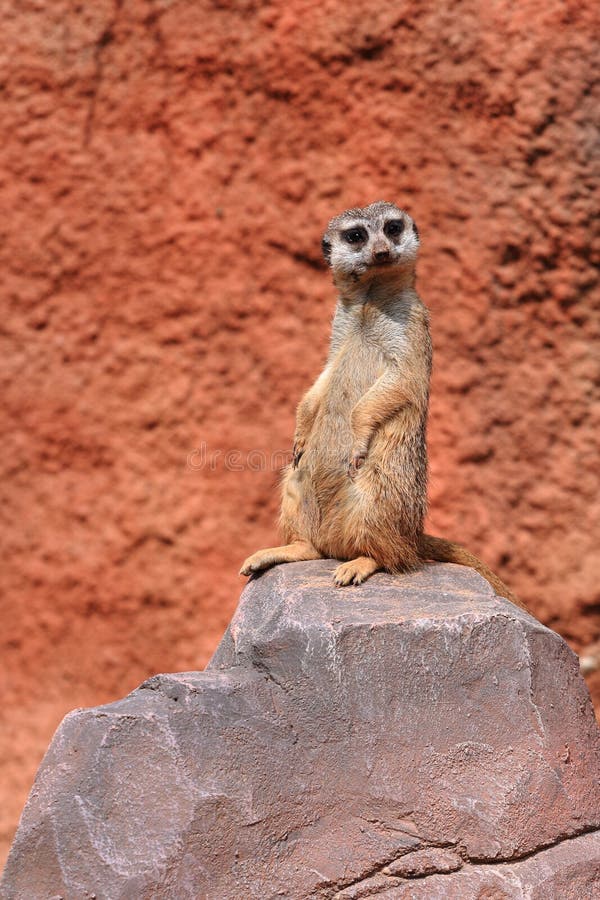 Suricata stock photo. Image of mammal, mouth, small, southern - 14211512