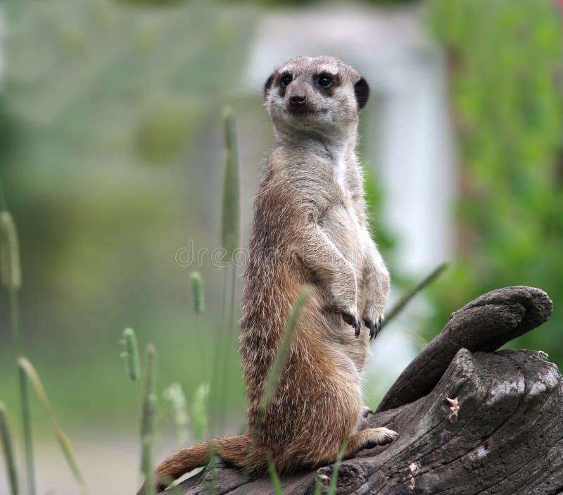 Suricata stock photo. Image of frightened, lookout, nature - 15206882