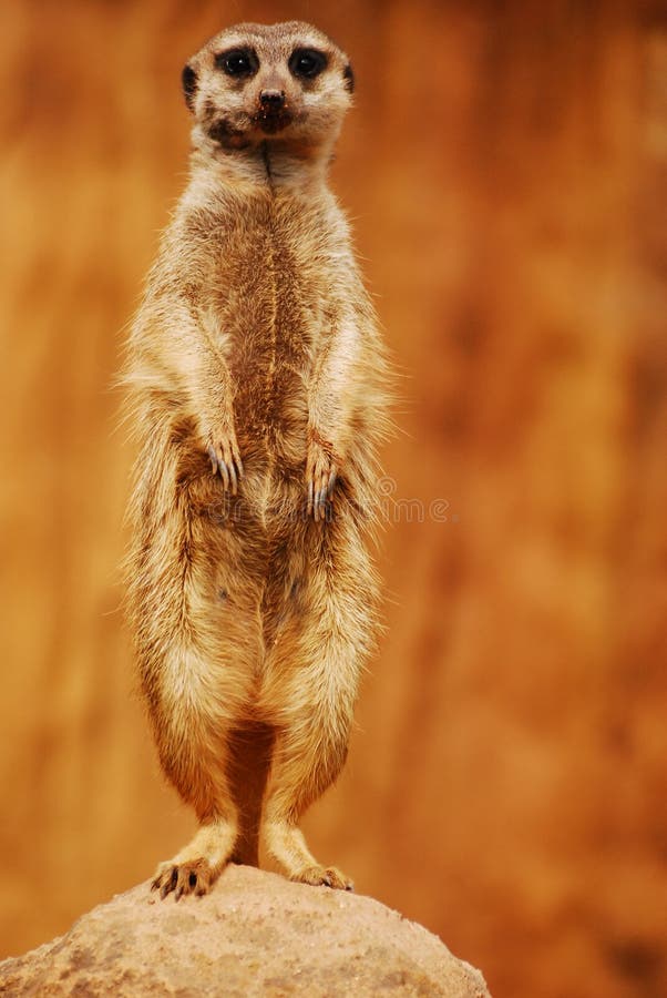 Suricata stock photo. Image of animals, beast, pray, nature - 21670634