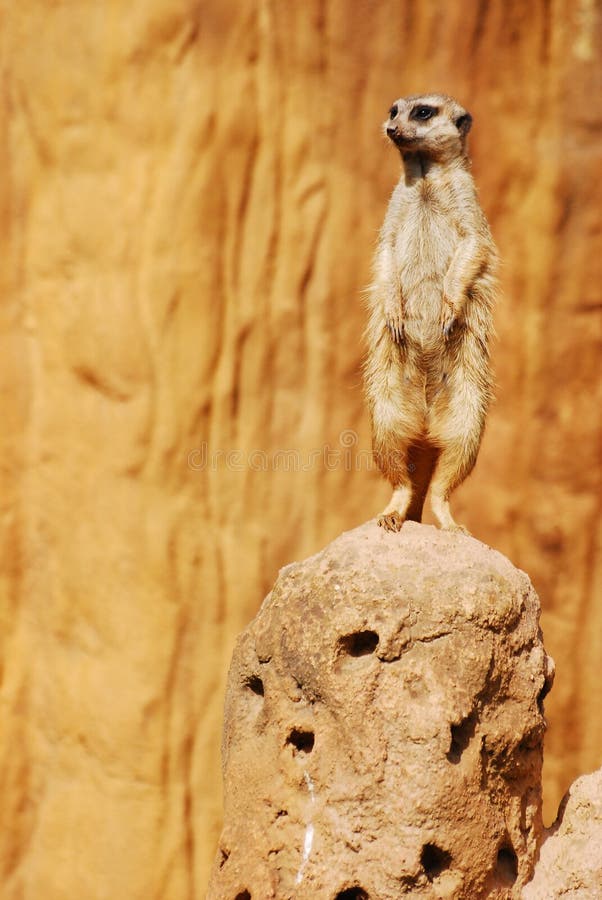 Suricata stock photo. Image of nature, mongoose, snout - 21670672