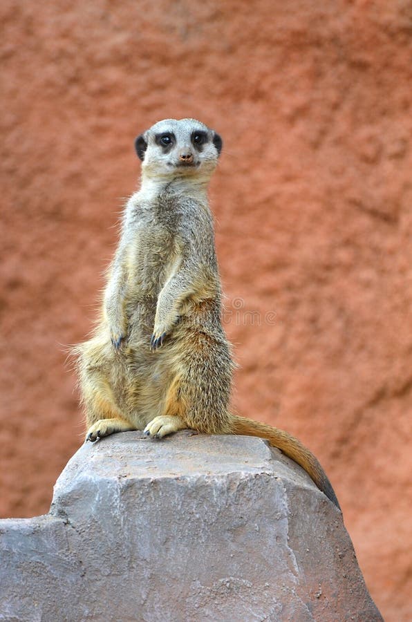 Suricata fotografia stock. Immagine di singolo, bocca - 27766098