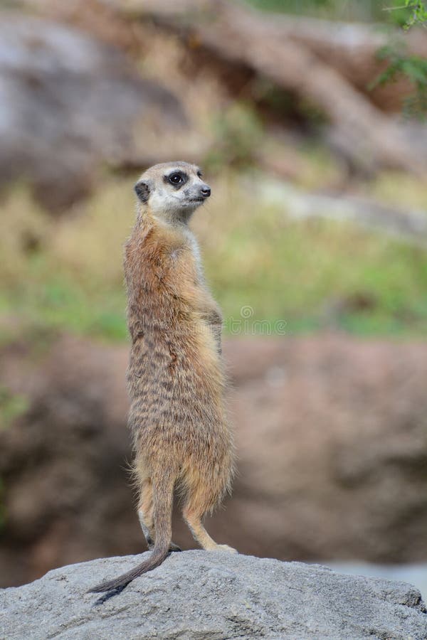 Suricata stock image. Image of meer, mammal, single, animal - 49923241