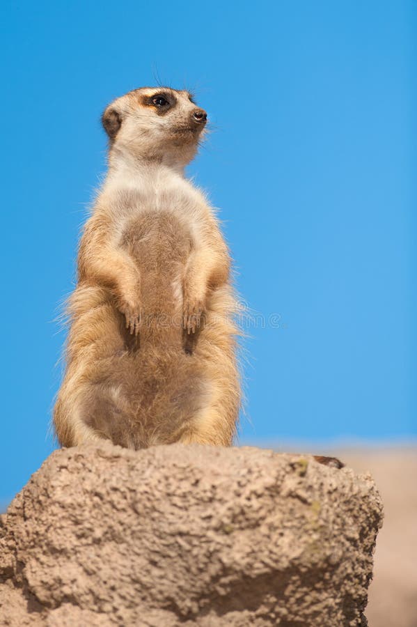 Suricata with copy space. stock photo. Image of africa - 20983238