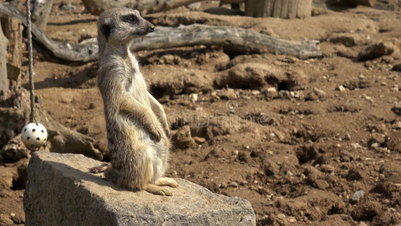 Suricata De Pie Sobre Un Guardia. Suricata Suricatta Foto de archivo ...
