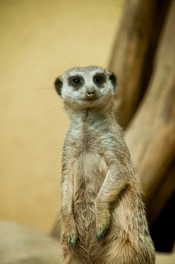 Suricata stock image. Image of small, south, africa, animal - 30745493