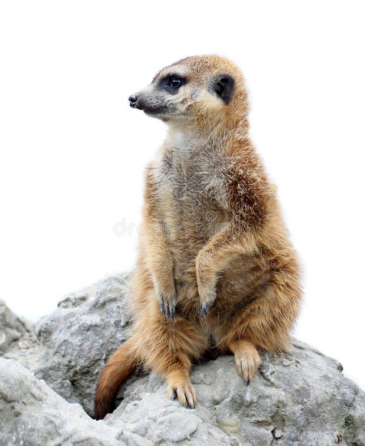 Meerkat (suricate) stock image. Image of environment - 34823551