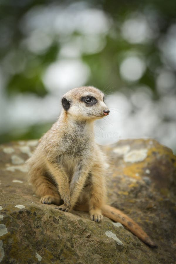 Suricata is Sitting on the Stone. Stock Image - Image of indian, mammal ...