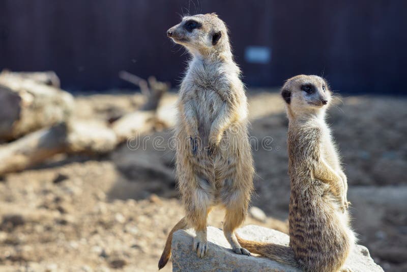 Suricata Standing on a Guard. Curious Meerkat Stock Photo - Image of ...