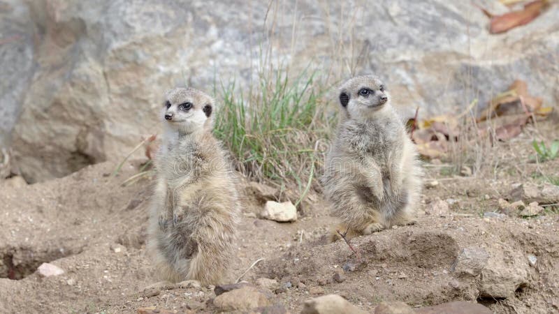 Suricata Standing on a Guard. Curious Meerkat (Suricata Suricatta ...