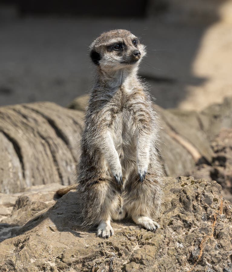 Suricata Standing Staring Everywhere Stock Image - Image of cute ...