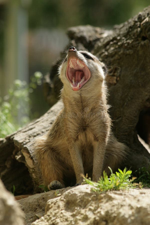 Suricata suricatta stock image. Image of coat, sitting - 29448641