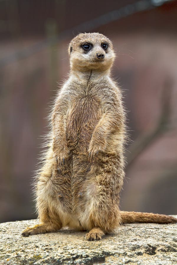 Suricata suricatta stock photo. Image of animals, biology - 33713950