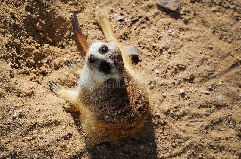 Suricata (Suricatta Meercat) Stock Photo - Image of conservation ...