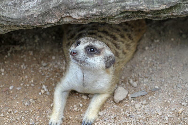 The Suricata Suricatta or Meerkat in Cave Stock Photo - Image of nature ...