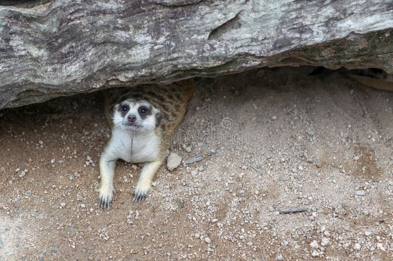 The Suricata Suricatta or Meerkat in Cave Stock Photo - Image of guard ...
