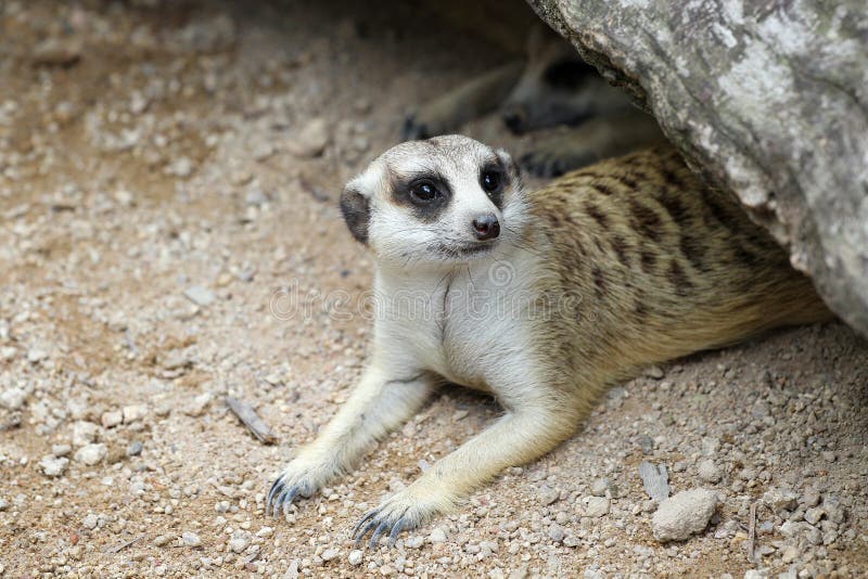The Suricata Suricatta or Meerkat in Cave Stock Image - Image of ...