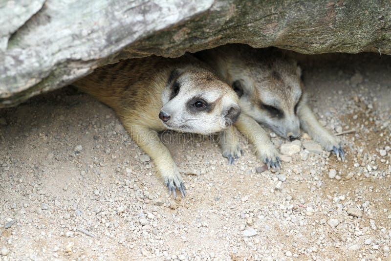 The Suricata Suricatta or Meerkat in Cave Stock Image - Image of desert ...
