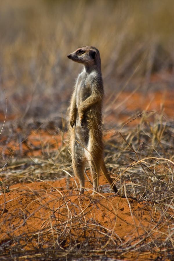 Suricate stock photo. Image of animal, suricatta, suricata - 10936186