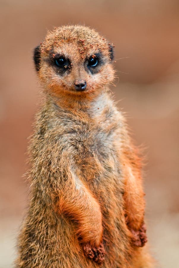 Suricate stock image. Image of nature, cute, face, desert - 11617553