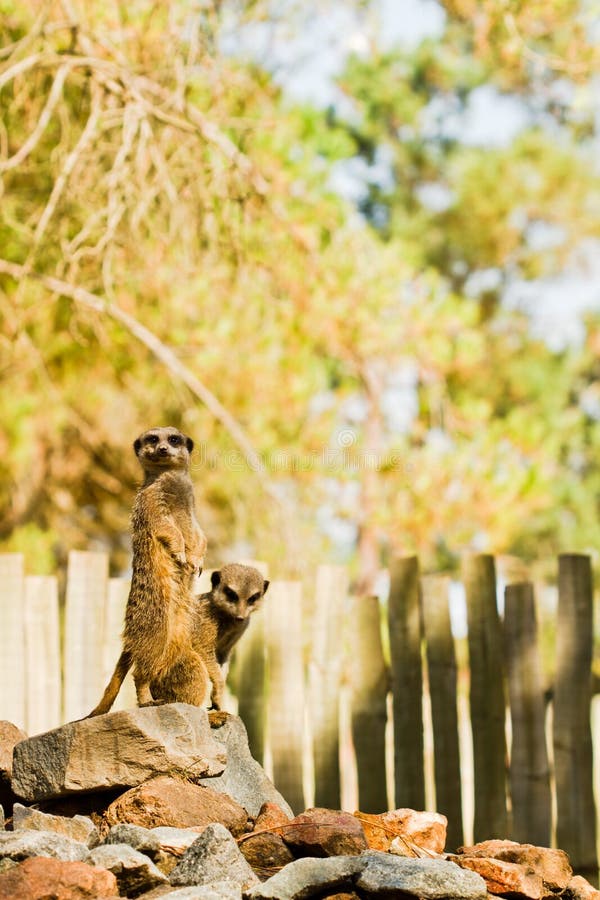 Suricate stock photo. Image of size, suricatta, funny - 15765538