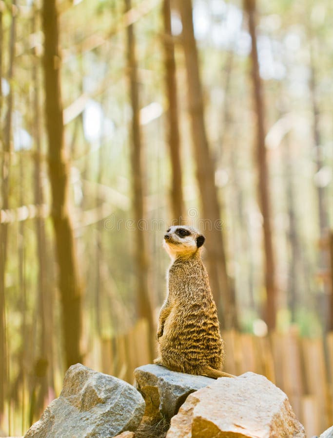 Suricate stock image. Image of guard, conservation, suricate - 15766271
