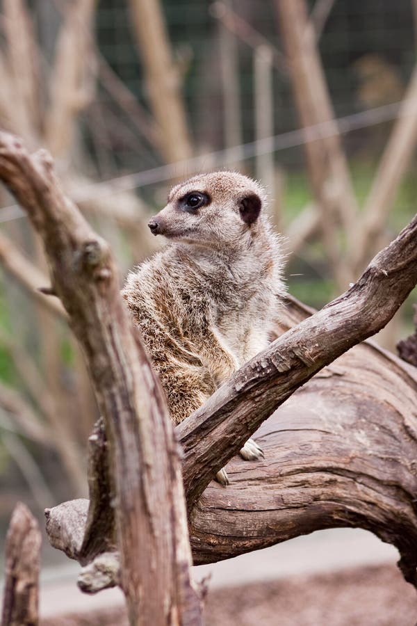 Suricate image stock. Image du allemand, mignon, clous - 19354253