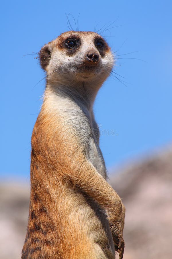 42+ Suricate meercat Free Stock Photos - StockFreeImages