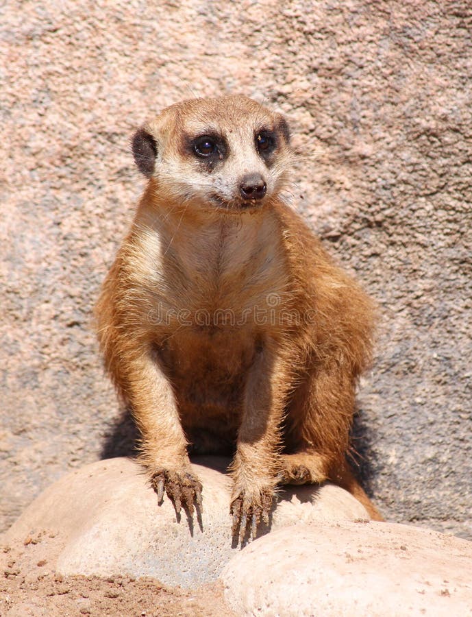 Suricate stock photo. Image of meercat, adapted, african - 19517318