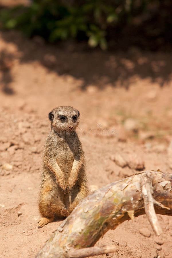 Suricate stock photo. Image of sandy, detail, desert - 19840676