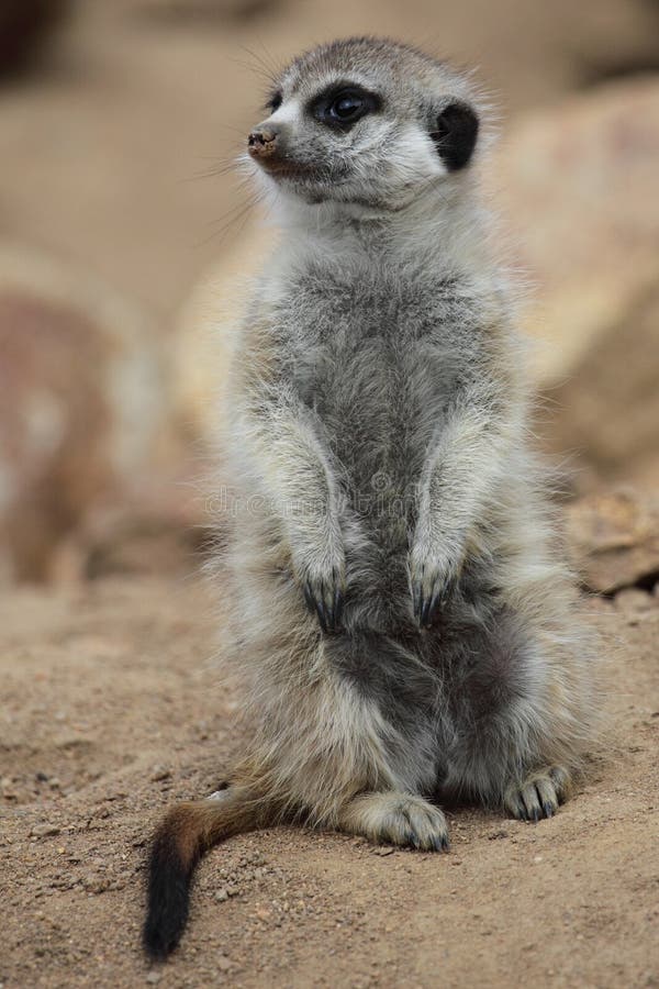 Suricate stock photo. Image of looking, angel, meerkat - 20492286