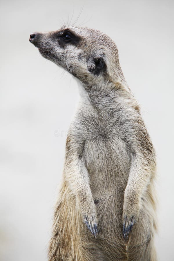Suricate photo stock. Image du yeux, museau, poilu, africain - 24866688