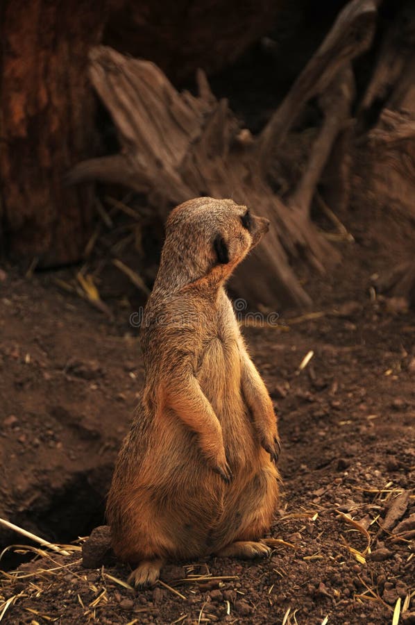 Suricate stock image. Image of suricates, vertical, suricate - 25960853
