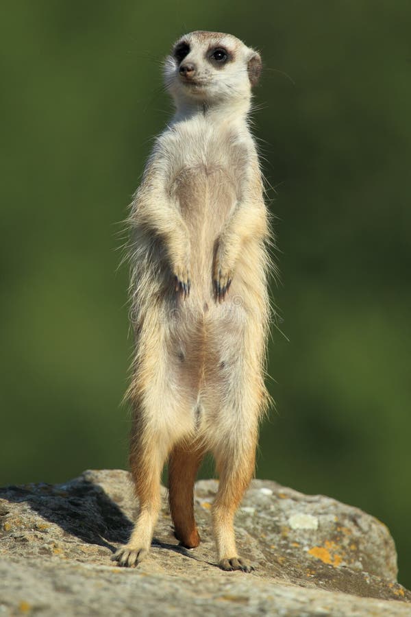 Suricate stock photo. Image of suricate, small, animal - 26209352