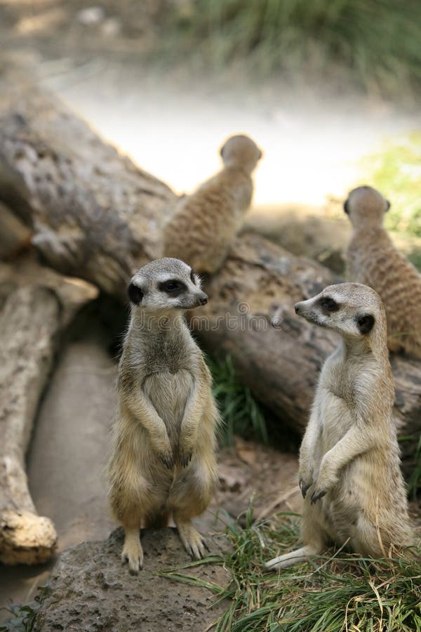 Suricate foto de stock. Imagem de deserto, africano, criatura - 28141546