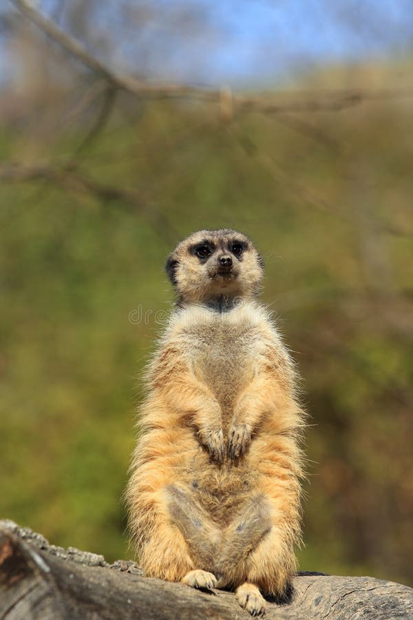 Suricate stock image. Image of adult, nature, suricatta - 29551007