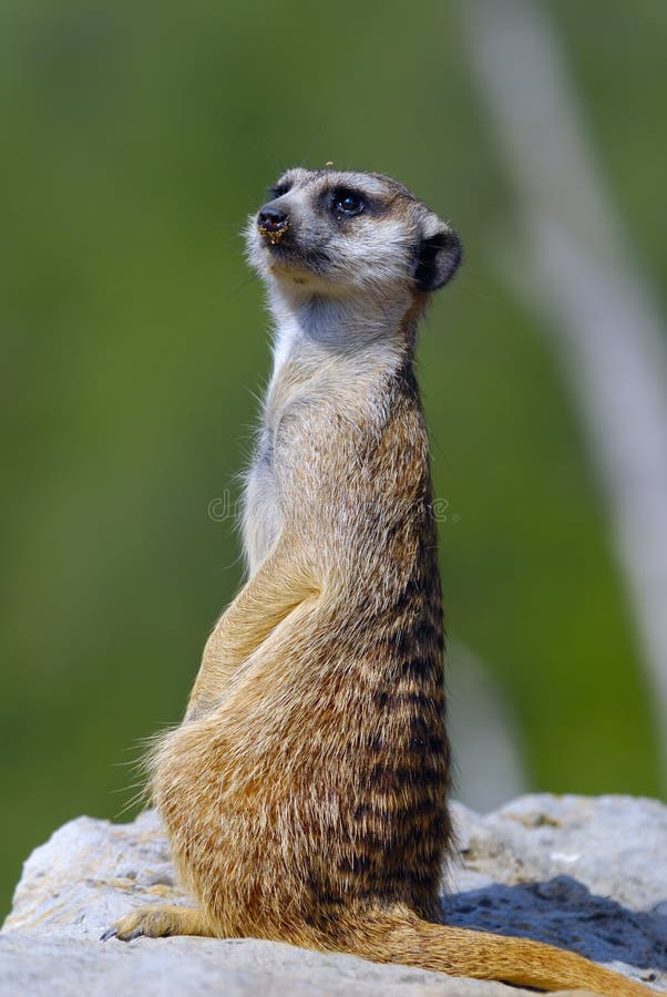 Suricate stock photo. Image of stand, meerkat, african - 3263484