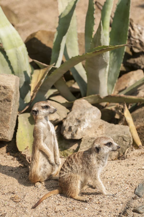Suricate stock photo. Image of agile, together, vertebrate - 38306026