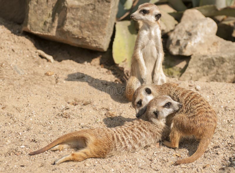 Suricate stock image. Image of suricate, savanna, zoology - 38306027
