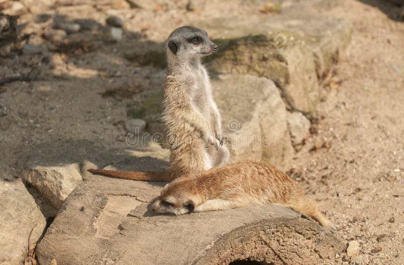 Suricate stock image. Image of natural, meerkat, savanna - 38306035