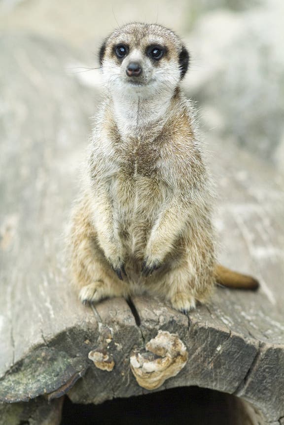 Suricate stock photo. Image of animal, look, small, suricate - 4988804