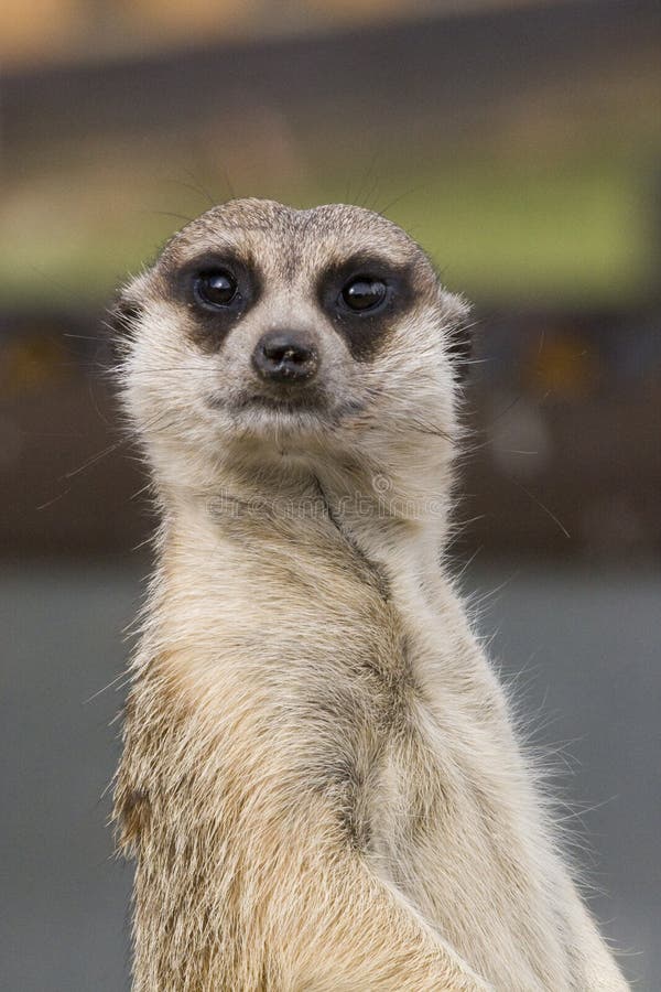 Suricate stock photo. Image of animals, hair, angry, nature - 61313832