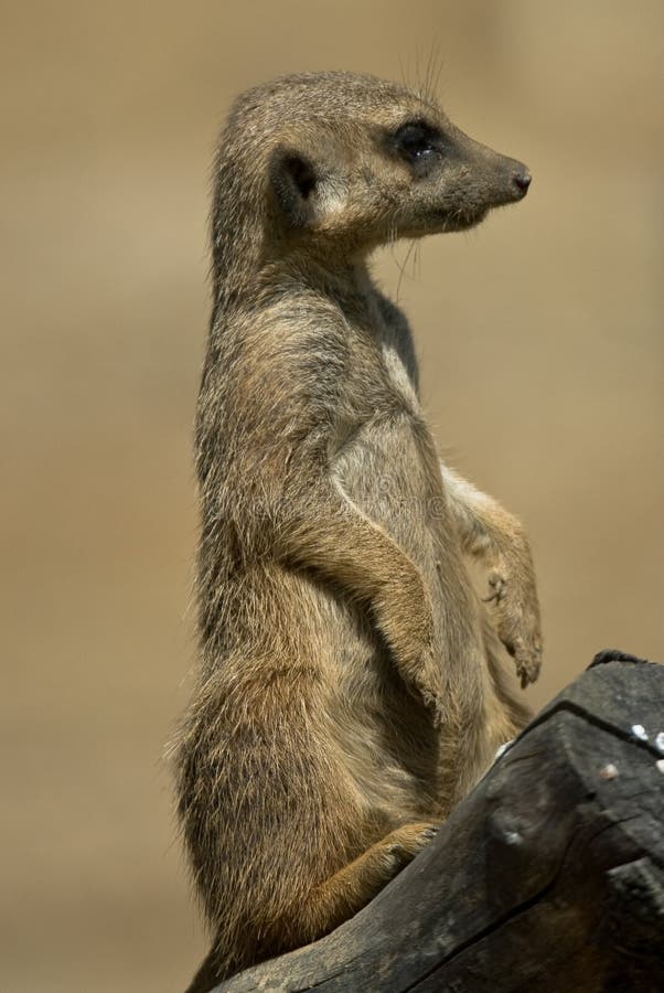 Suricate stock photo. Image of animal, branch, background - 6962488