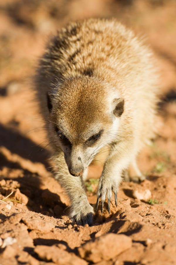 Suricate stock image. Image of africa, wildlife, suricatta - 8094643