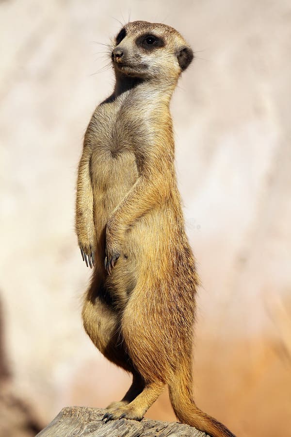 Suricate stock photo. Image of safari, scream, cute, african - 61313832