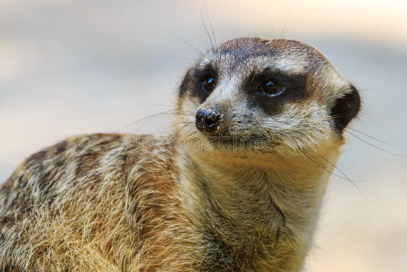 Suricate close-up stock photo. Image of eyes, face, suricatta - 75978922