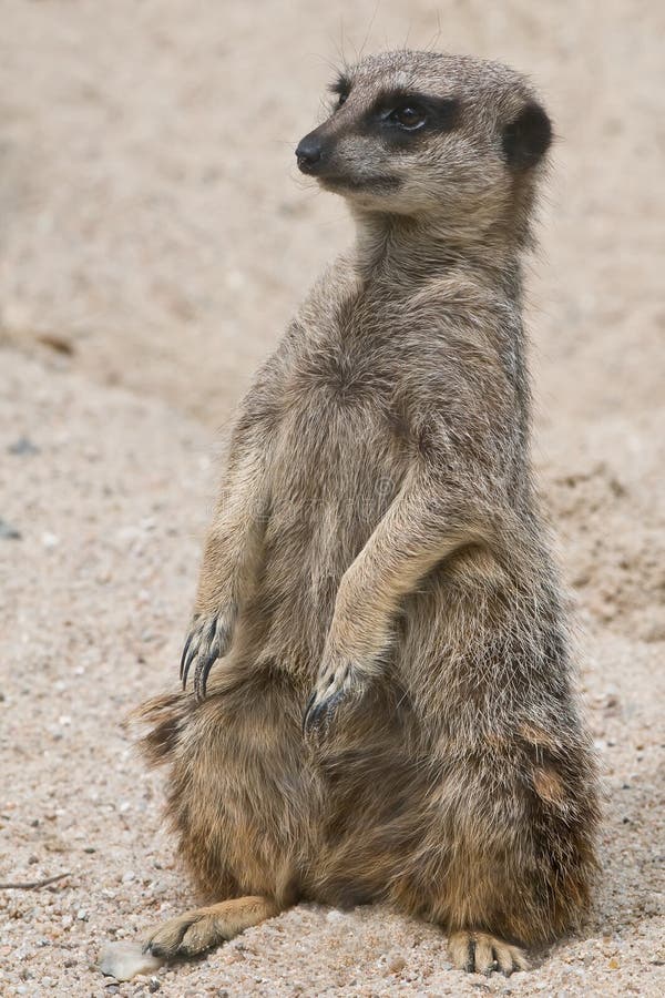 Suricate stock image. Image of sitting, australia, standing - 41100229
